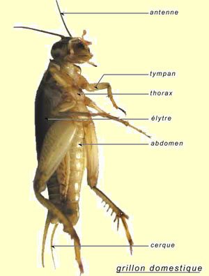 morphologie du grillon - en préparation - lili31johan - Photos - Club Doctissimo