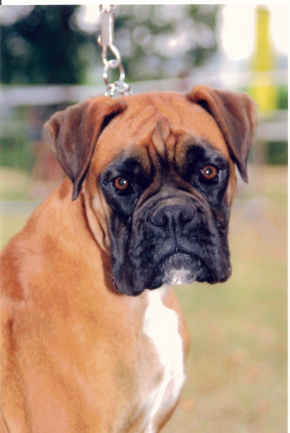 un boxer! mon rêve inaccessible... - Chiens - FORUM Animaux - Doctissimo