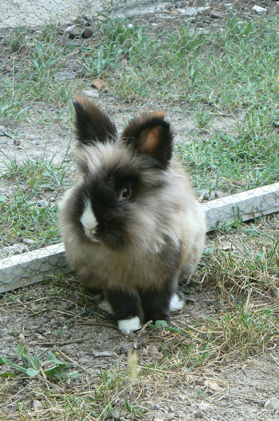 lapin Géant des Flandres