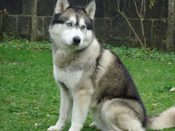 HUSKY