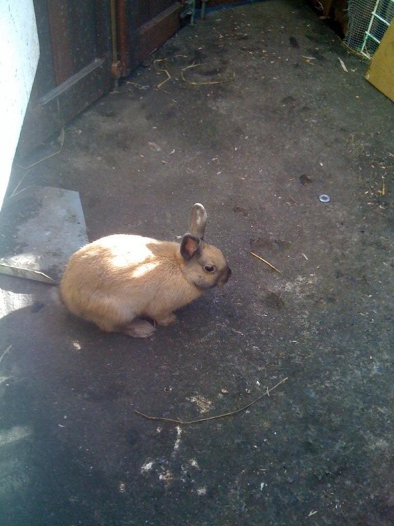 [Lapin] Je cherche 1 nain roux à oreilles droites