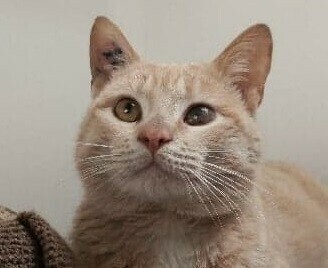 Enucléation ? - La santé de votre chat - Chats - FORUM Animaux - Club ...