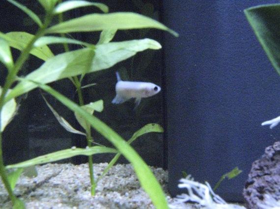 je vous présente "Bébé Poisson" !! ^^ ... R.I.P....