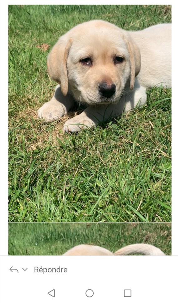 Avis ectropion chiot Labrador