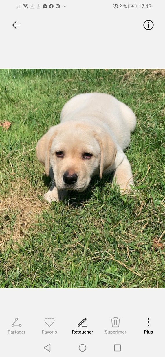 Avis ectropion chiot Labrador