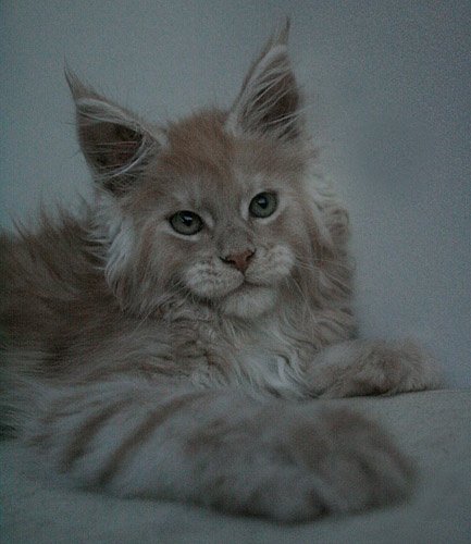 parlez moi de votre chat main coon!!! - Page : 2