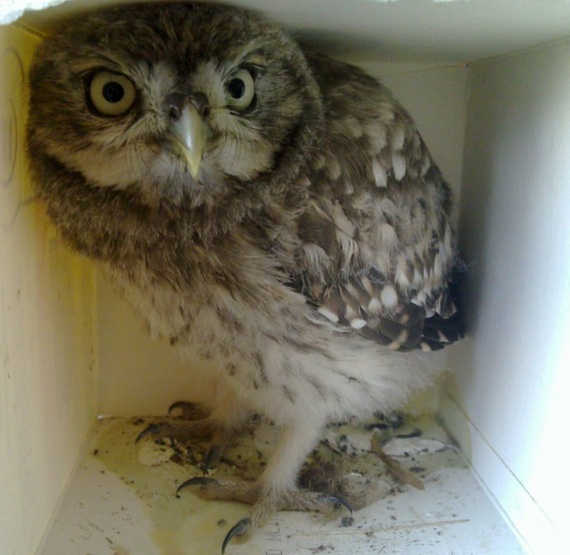 Urgent bébé rapace trouvé