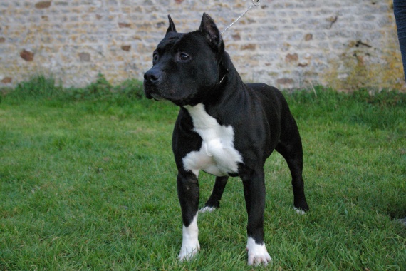 Information sur Bull - Chiens - FORUM Animaux - Doctissimo