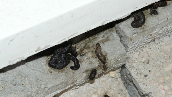 crottes inconnues sur ma terrasse