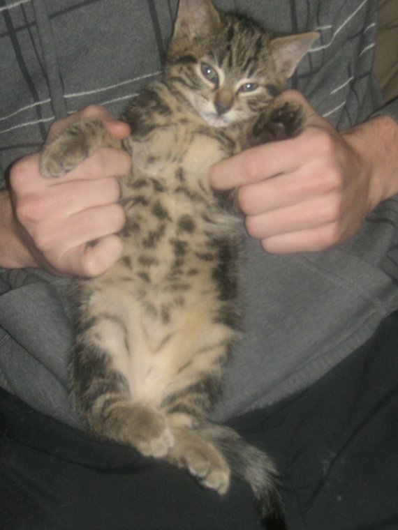 Photos Chats tigrés...