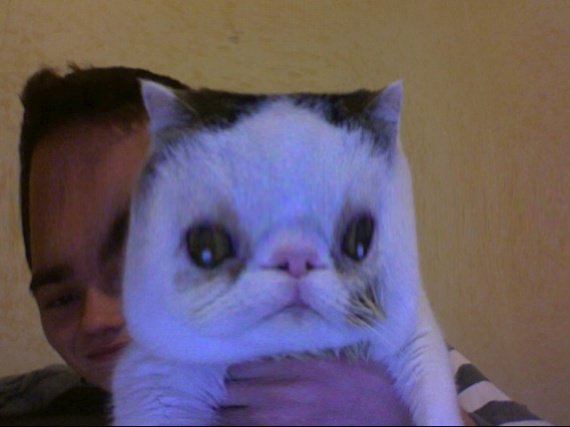 Photos de vos chats moches ! - Chats - FORUM Animaux