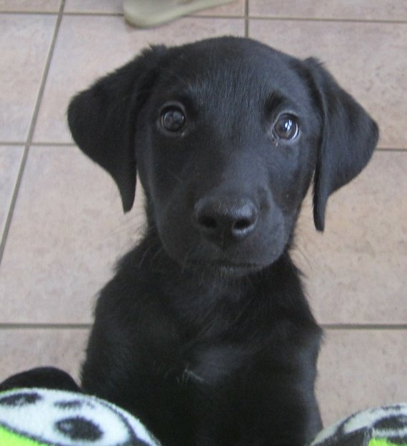 Labrador croisé quoi?