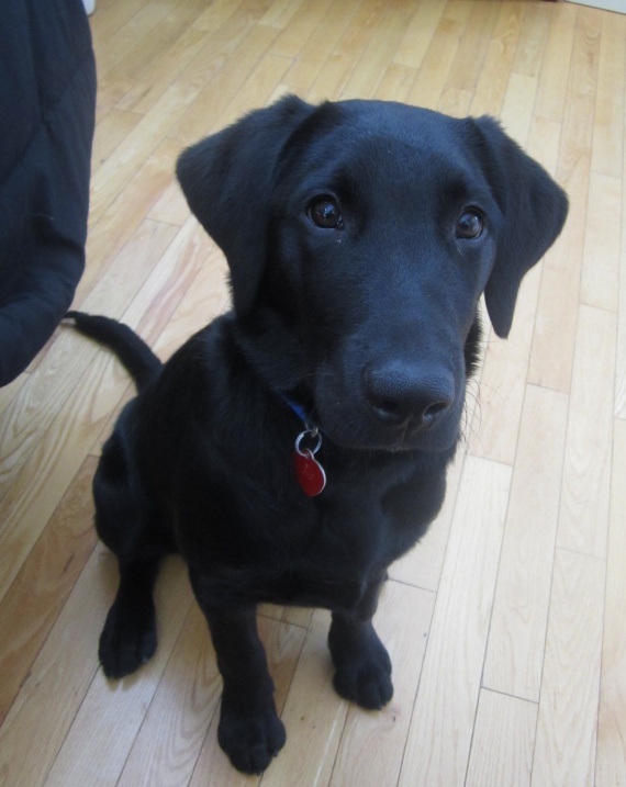 Labrador croisé quoi?
