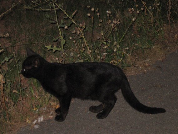 Ces chats qui vivent dans la rue...