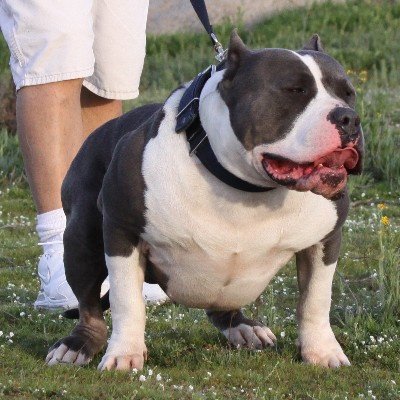 Quelle sera la limite de l'Homme dans sa sélection ? - Bully hypertypé