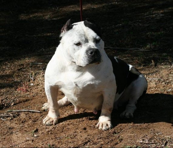 Quelle sera la limite de l'Homme dans sa sélection ? - Bully hypertypé