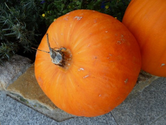 potirons, citrouilles, coloquintes ... comestible ou non