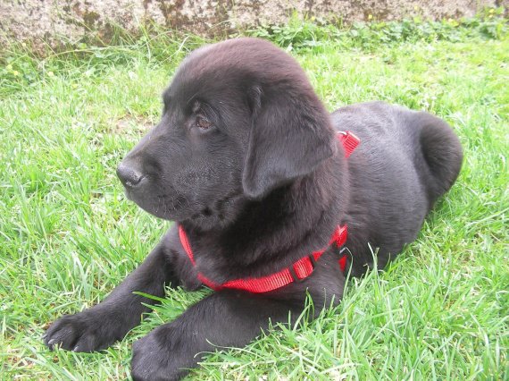 Présentez vos croisé labrador