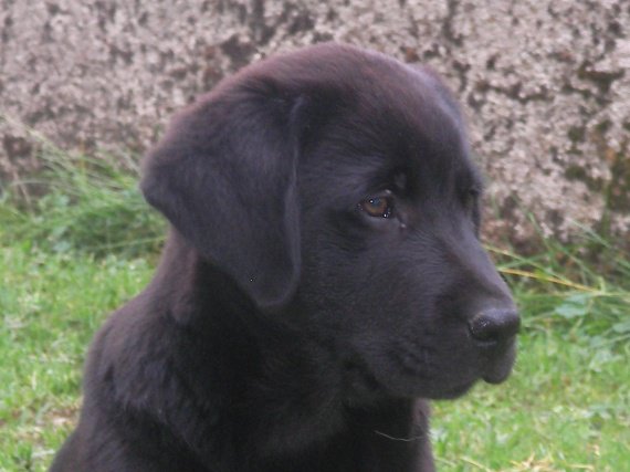 Présentez vos croisé labrador