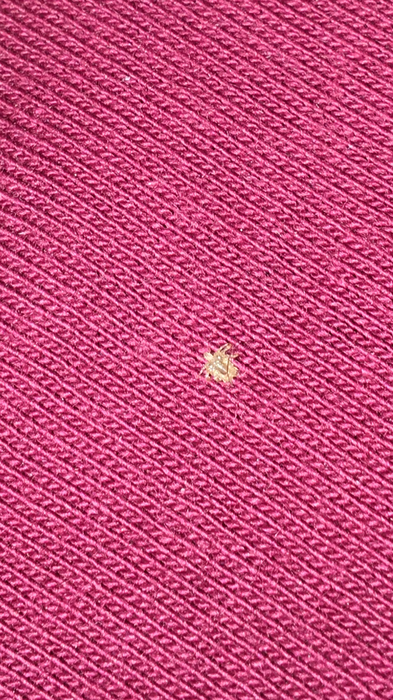 Identification - Morpions, puces.. ? - Poux et lentes - FORUM Santé ...