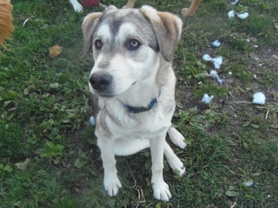 Mes jujus poilus and co..