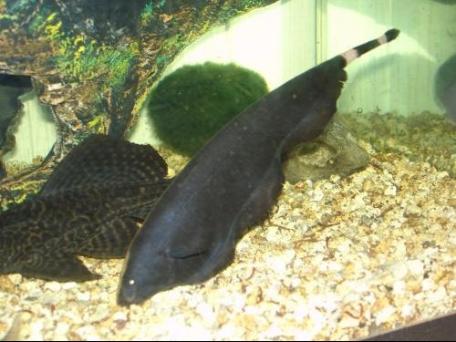 SOS SOS poisson couteau