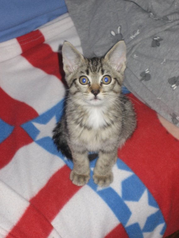 Photos Chats tigrés... - Chats - FORUM Animaux