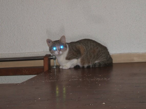 11 comportements indiquant que votre chat veut vous tuer