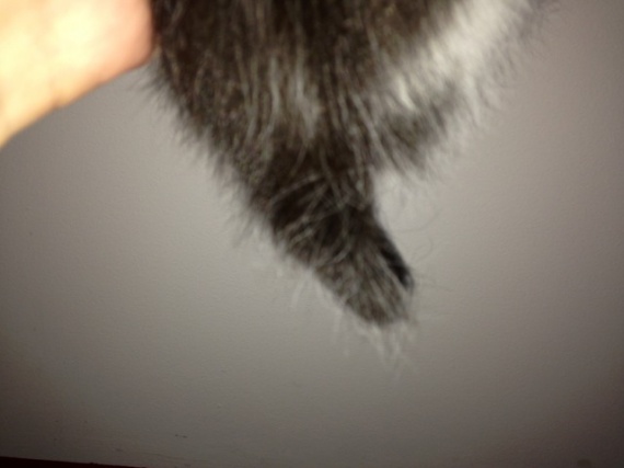 Chatons queue tordue - Chats - FORUM Animaux - Doctissimo