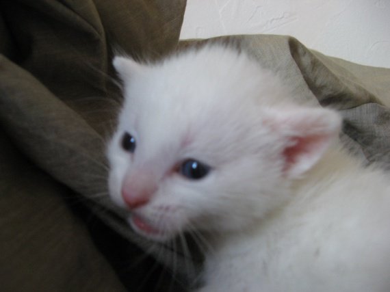 Petit chaton albinos?