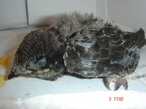 Bébé oiseau "trouvé" - Oiseaux - FORUM Animaux - Doctissimo