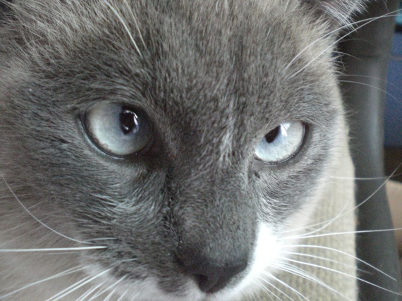 Ces chats qui voient la vie en BLEU