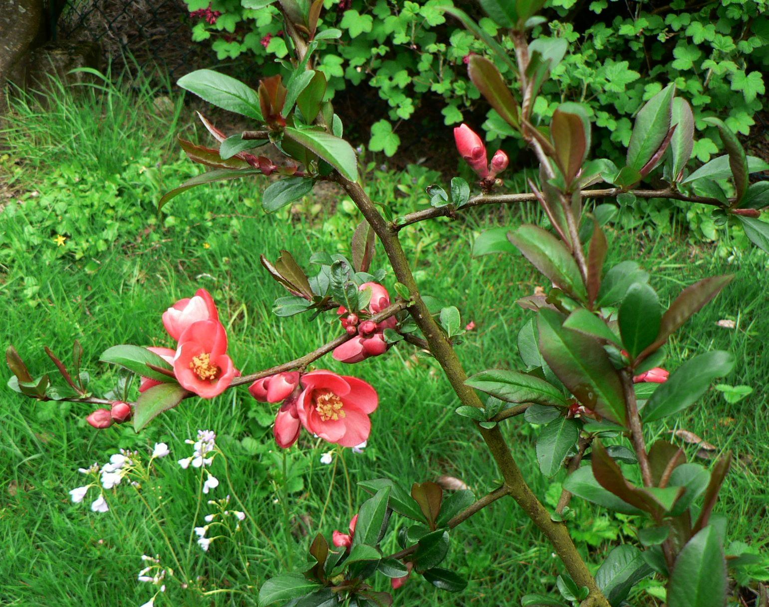 cognassier du japon... - Le jardin en toutes saisons - moksha - Photos ...