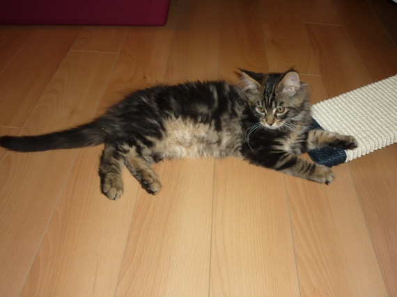 Floyd, Chester,Iggy & Ernest.