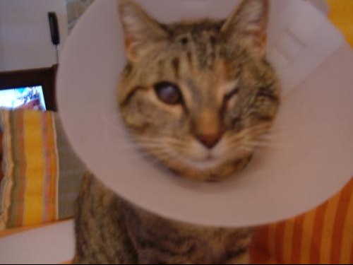 suite énucléation chat - Chats - FORUM Animaux - Doctissimo