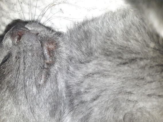 Acné chez le chat ? - Médecine vétérinaire - FORUM Animaux - Doctissimo