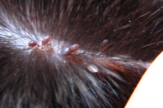 Est-ce des tiques ? Si oui que faire