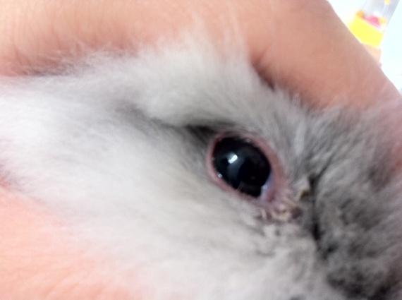 Urgent!!! lapin nain de 2 mois a un oeil rouge