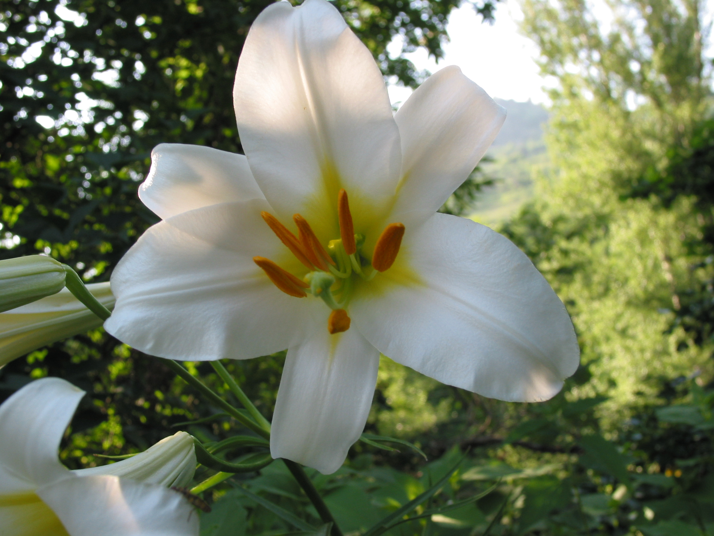 Arome - Fleurs - Nature - Nature - *smenier - Photos - Club Doctissimo