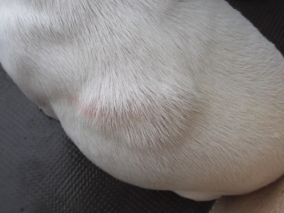 grattage et gonflement - Chiens - FORUM Animaux - Doctissimo