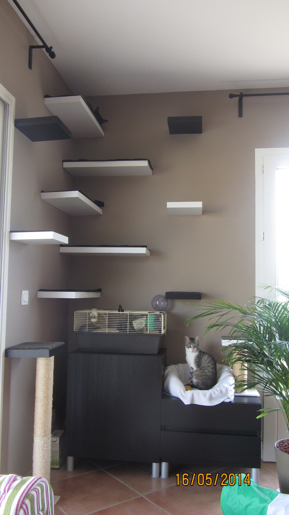 conseils pour mur à chat maison!