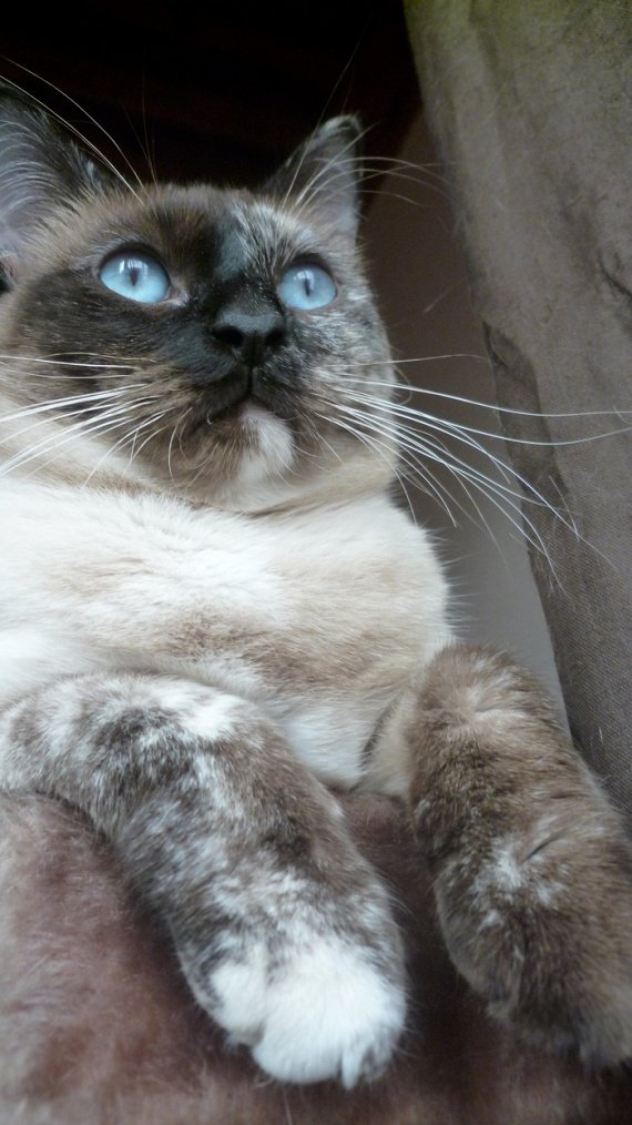 Ces chats qui voient la vie en BLEU