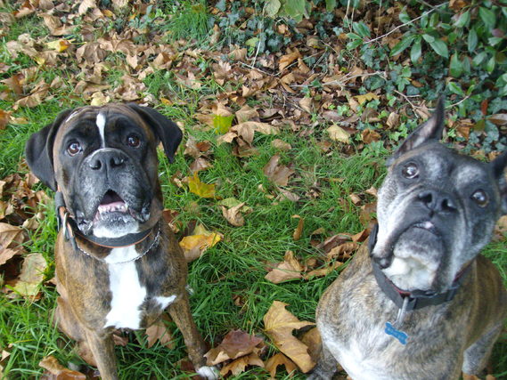 Syndrome de Cushing chez boxer âgé