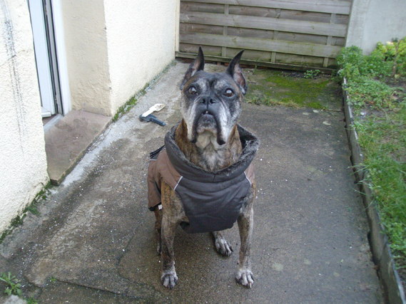 Syndrome de Cushing chez boxer âgé