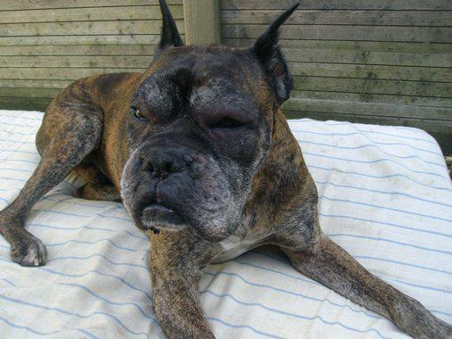 Syndrome de Cushing chez boxer âgé