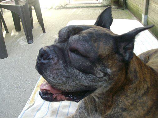 Syndrome de Cushing chez boxer âgé