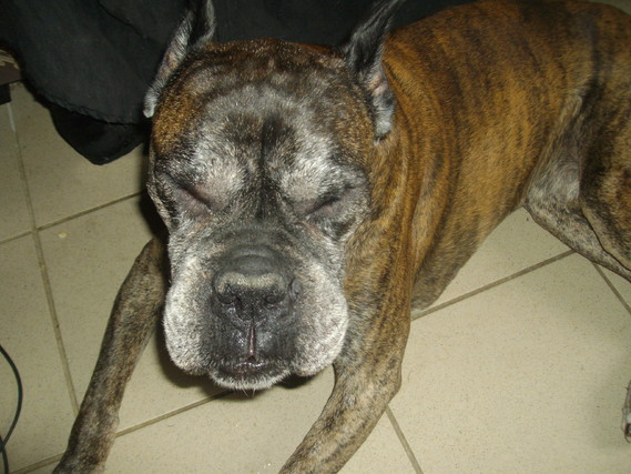 Syndrome de Cushing chez boxer âgé