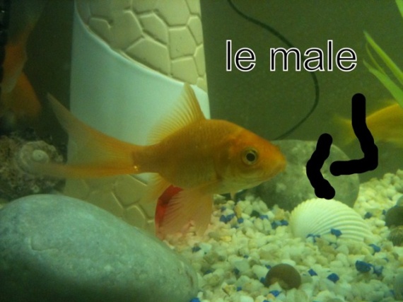 poisson rouge comment reconnait on male ou femelle - Aquariums et ...