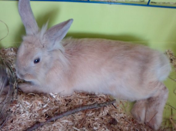 LAPIN PERDU