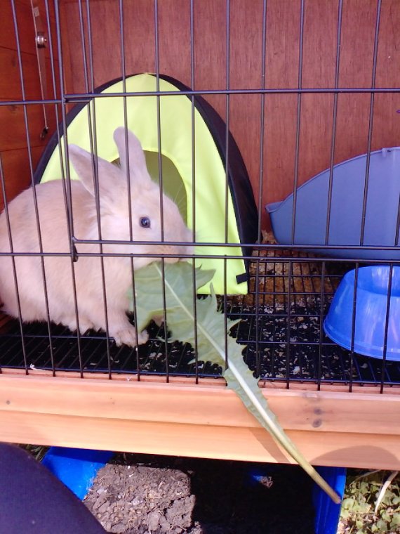 LAPIN PERDU